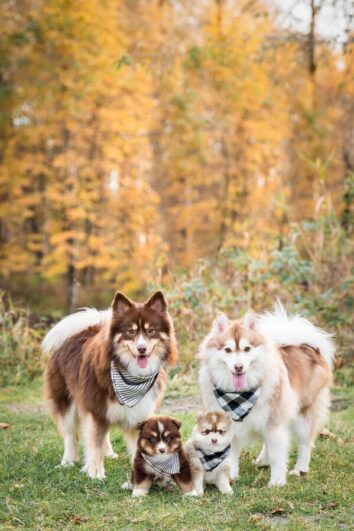 50 Side-By-Side Photos Of Puppies Maturing Into Majestic Adults From ...