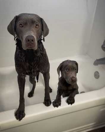 50 Side-By-Side Photos Of Puppies Maturing Into Majestic Adults From ...