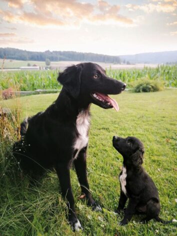 50 Side-By-Side Photos Of Puppies Maturing Into Majestic Adults From ...