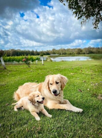 50 Side-By-Side Photos Of Puppies Maturing Into Majestic Adults From ...