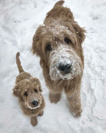 50 Side-By-Side Photos Of Puppies Maturing Into Majestic Adults From ...