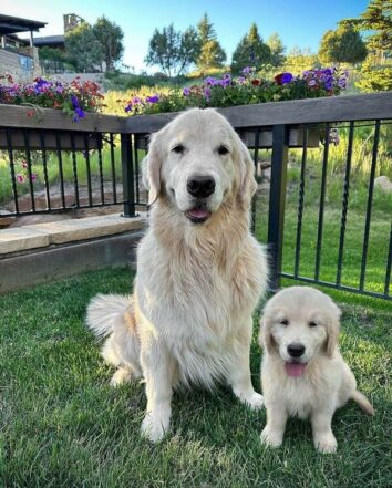 50 Side-By-Side Photos Of Puppies Maturing Into Majestic Adults From ...