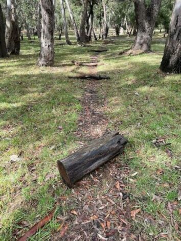 40 Cool Examples From "Desire Path" That Highlight Our Love For ...