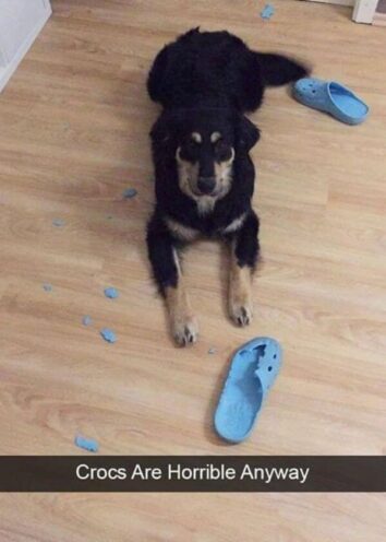 40 Funny Doggo Memes For Devoted Dog Owners And Animal Comedy ...