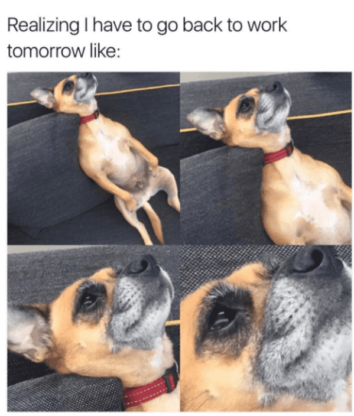 40+ Funny Dog Memes To Get You Through This Week (October 24, 2023)
