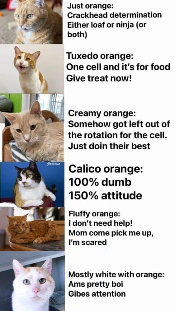 40 Hissterial Cat Memes To Get Your Shorter Work Week Started With ...