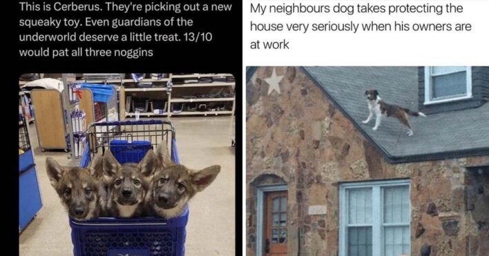 40+ Funny Dog Memes To Get You Through This Week (October 24, 2023)