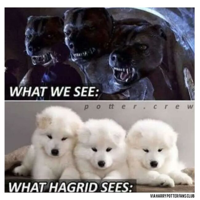 Accio Laughter: Conjuring Up 30+ Of The Most Hilarious Harry Potter ...