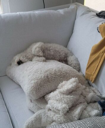 45 Surreal Times People Got Tripped Up By Accidental Camouflage