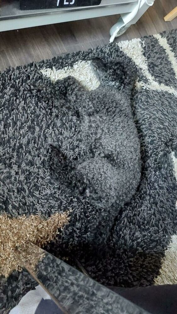 45 Surreal Times People Got Tripped Up By Accidental Camouflage
