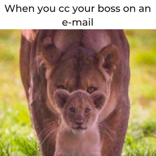 20+ Useless Boss Memes For Everyone Working Under Someone Who Couldn't ...