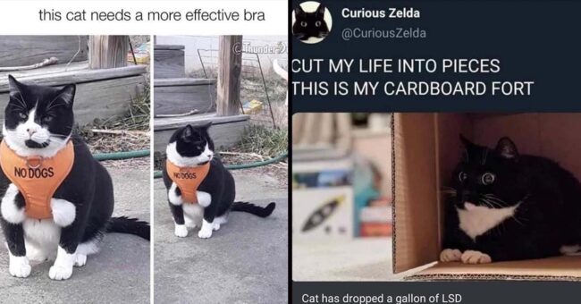 Start Your Work Week Right: 40 Funny Cat Memes For Monday Inspiration ...