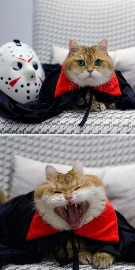 40 Times Pets Rocked Funny And Clever Halloween Costumes