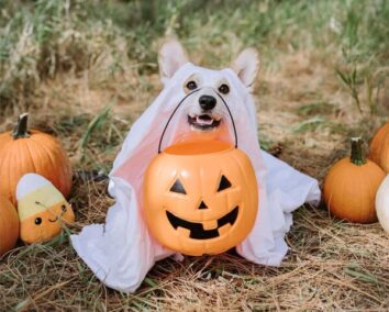 40 Times Pets Rocked Funny And Clever Halloween Costumes