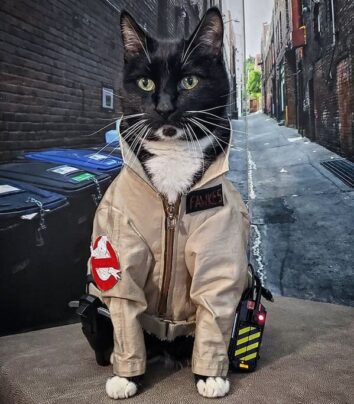 40 Times Pets Rocked Funny And Clever Halloween Costumes