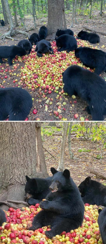 30 Times People Photographed Bears Being Silly Little Guys