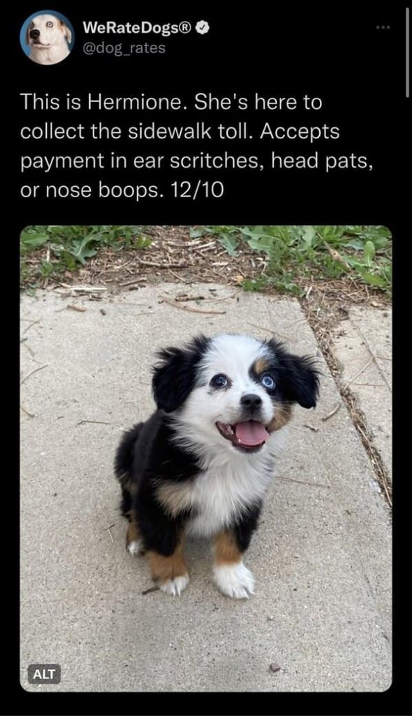 40 Funny Doggo Memes For Devoted Dog Owners And Animal Comedy ...