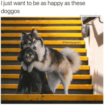 40 Funny Doggo Memes For Devoted Dog Owners And Animal Comedy ...