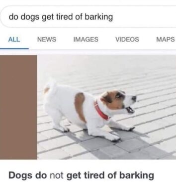 40 Funny Doggo Memes For Devoted Dog Owners And Animal Comedy ...
