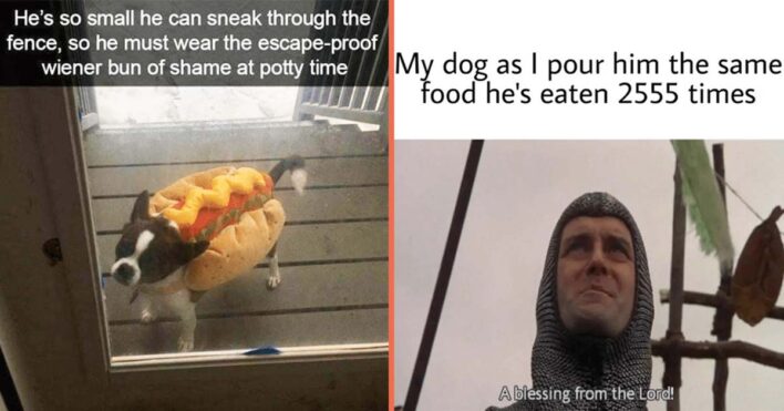 40 Funny Doggo Memes For Devoted Dog Owners And Animal Comedy Aficionados (October 3, 2023)
