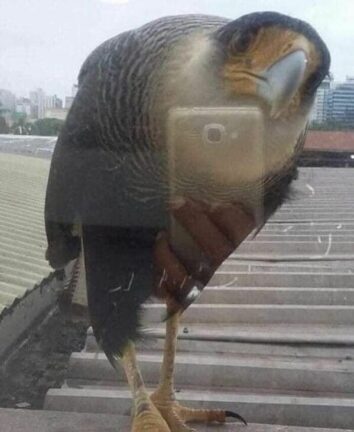 45 Funny Images That Go Harder Than Anything Else You'll See Today