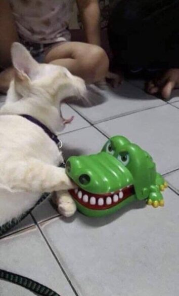 45 Funny Images That Go Harder Than Anything Else You'll See Today