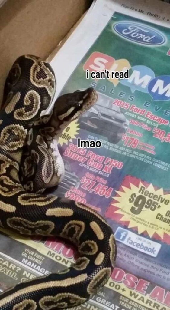 30+ Hissterical Reptile Memes That Will Make You Slither With Laughter