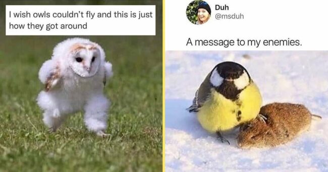 40 Funny Bird Memes That'll Fly With Just About Any Crowd