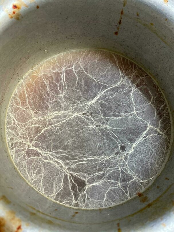 35 People Share Wild Pictures Of Mold Growth That Are "Moldly Interesting"