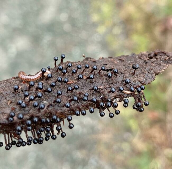 35 People Share Wild Pictures Of Mold Growth That Are "Moldly Interesting"