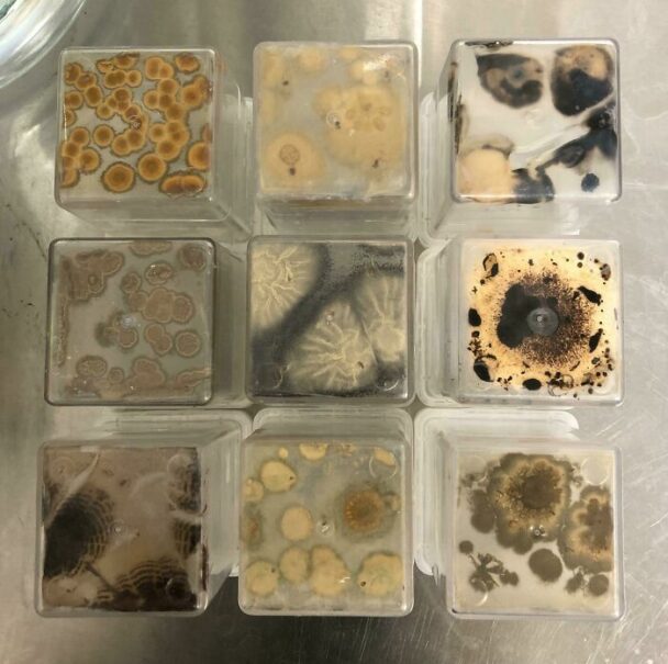 35 People Share Wild Pictures Of Mold Growth That Are "Moldly Interesting"
