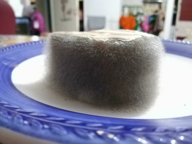 35 People Share Wild Pictures Of Mold Growth That Are "Moldly Interesting"