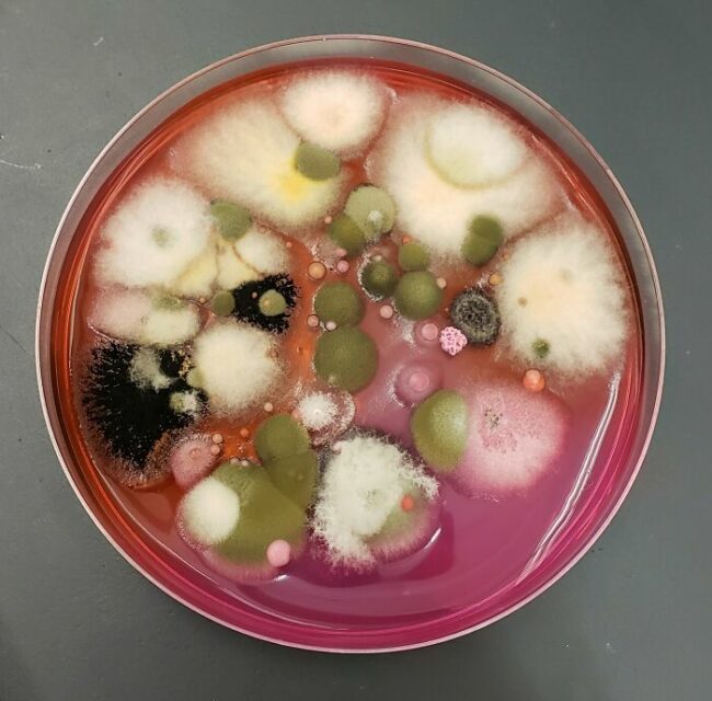35 People Share Wild Pictures Of Mold Growth That Are "Moldly Interesting"