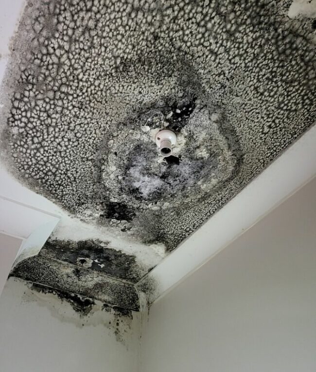 35 People Share Wild Pictures Of Mold Growth That Are "Moldly Interesting"