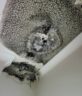 35 People Share Wild Pictures Of Mold Growth That Are "Moldly Interesting"