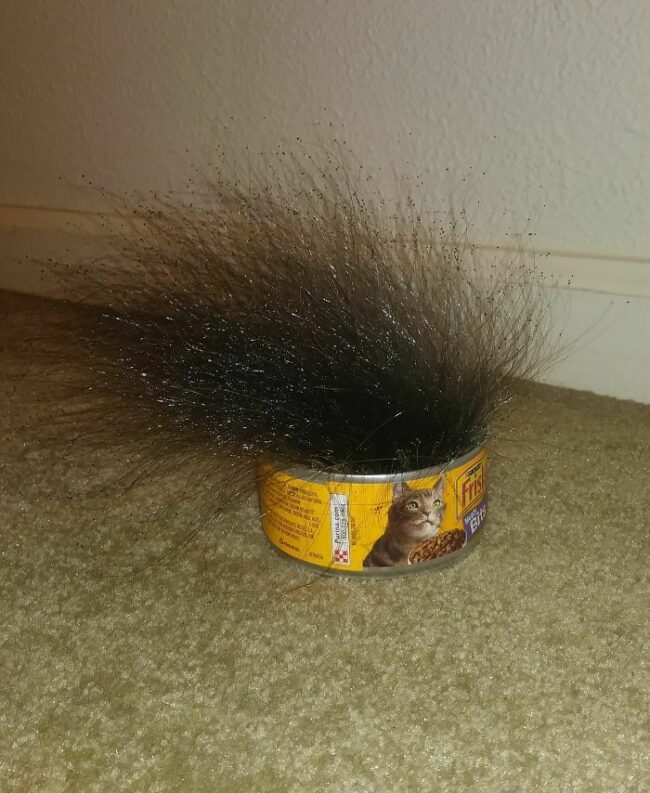 35 People Share Wild Pictures Of Mold Growth That Are "Moldly Interesting"