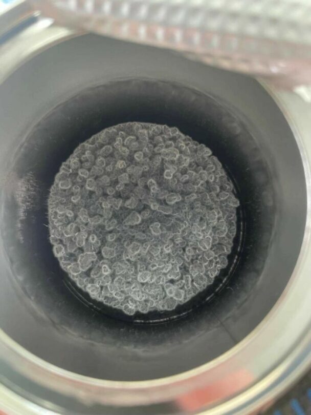 35 People Share Wild Pictures Of Mold Growth That Are "Moldly Interesting"