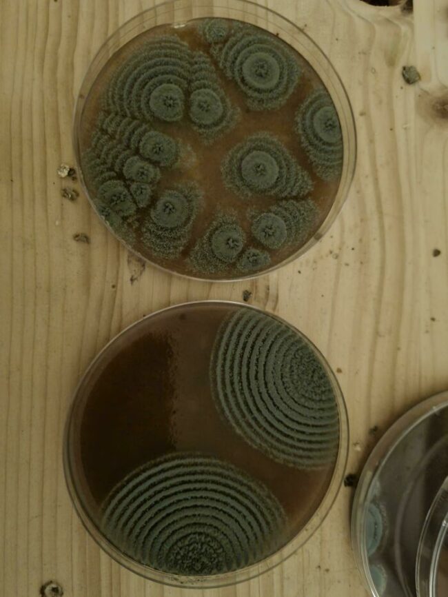 35 People Share Wild Pictures Of Mold Growth That Are "Moldly Interesting"