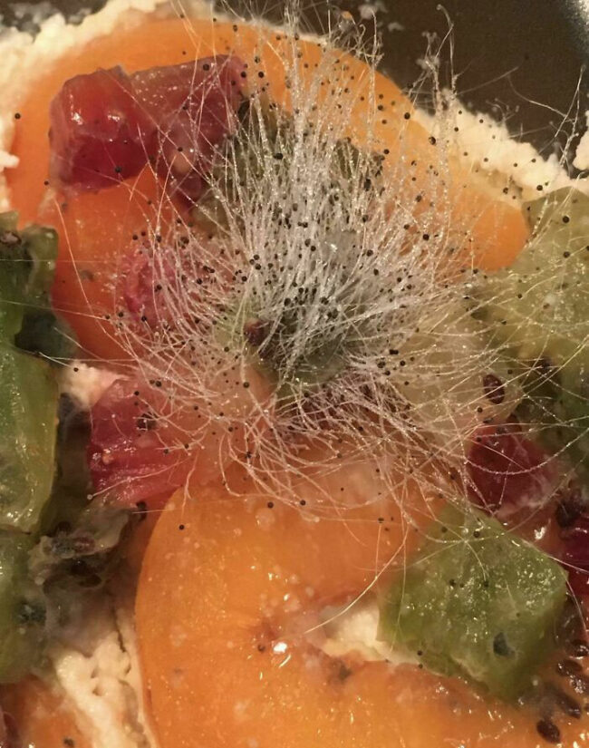 35 People Share Wild Pictures Of Mold Growth That Are "Moldly Interesting"