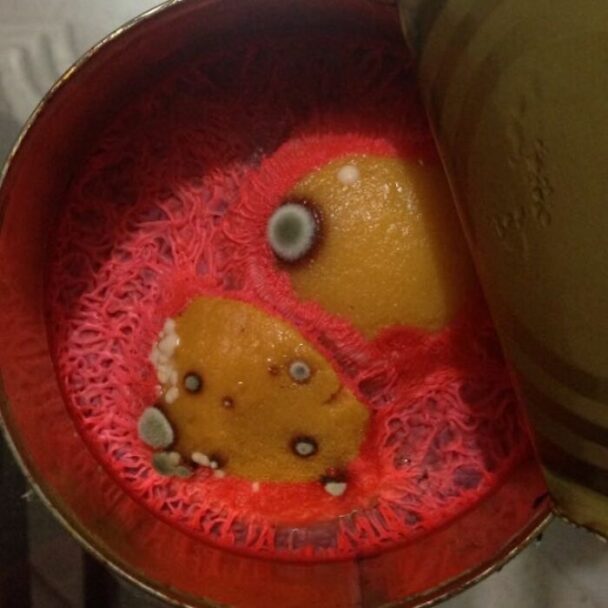 35 People Share Wild Pictures Of Mold Growth That Are "Moldly Interesting"