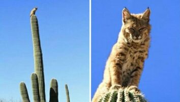 40 Weird Objects And Cool Things Explorers Found In Deserts