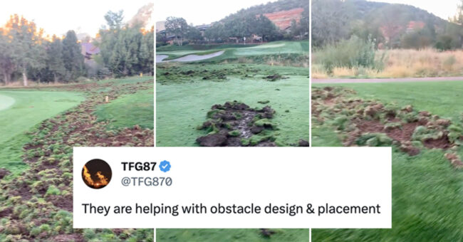 Wild Pigs Destroy Golf Course: Internet Tees Off With Hilarious Reactions