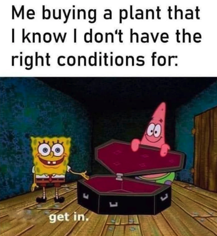 40 Funny Plant Memes For Our Green Thumb Friends Who Won't Shut Up ...