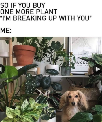 40 Funny Plant Memes For Our Green Thumb Friends Who Won't Shut Up ...