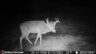 40 Crazy And Spooky Trail Cam Pictures We Were Never Meant To See