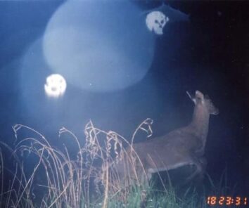 40 Crazy And Spooky Trail Cam Pictures We Were Never Meant To See