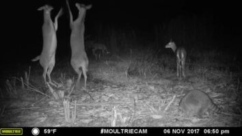 40 Crazy And Spooky Trail Cam Pictures We Were Never Meant To See