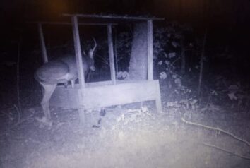 40 Crazy And Spooky Trail Cam Pictures We Were Never Meant To See