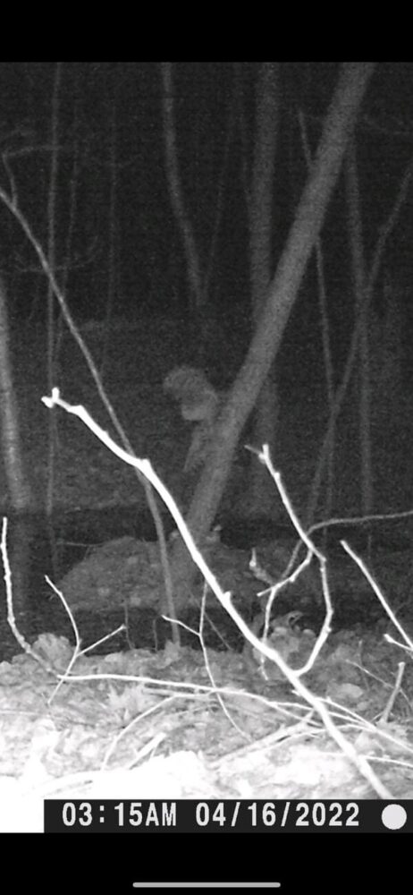 40 Crazy And Spooky Trail Cam Pictures We Were Never Meant To See