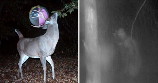 40 Crazy And Spooky Trail Cam Pictures We Were Never Meant To See